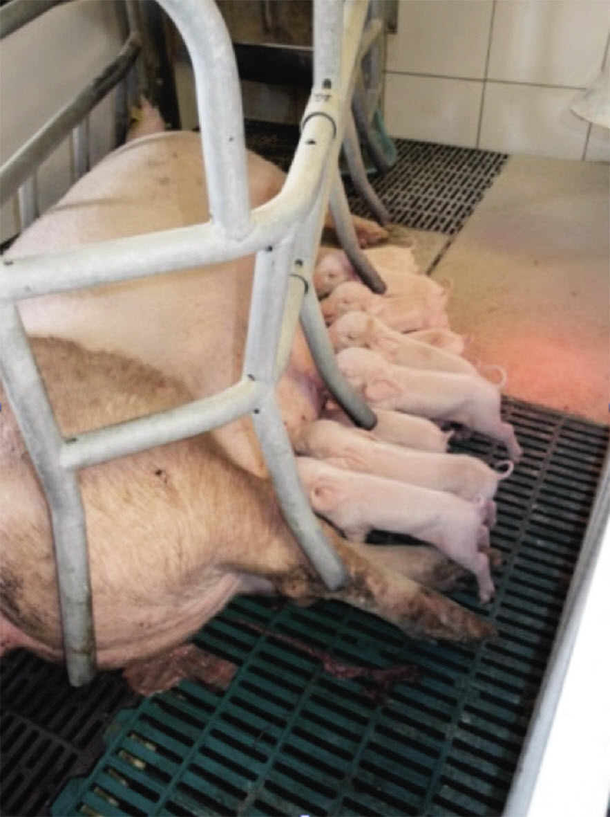 STRONG ACTIVE PIGLETS VERSUS INTRA-UTERINE GROWTH-RATE RESTRICTED (IUGR ...