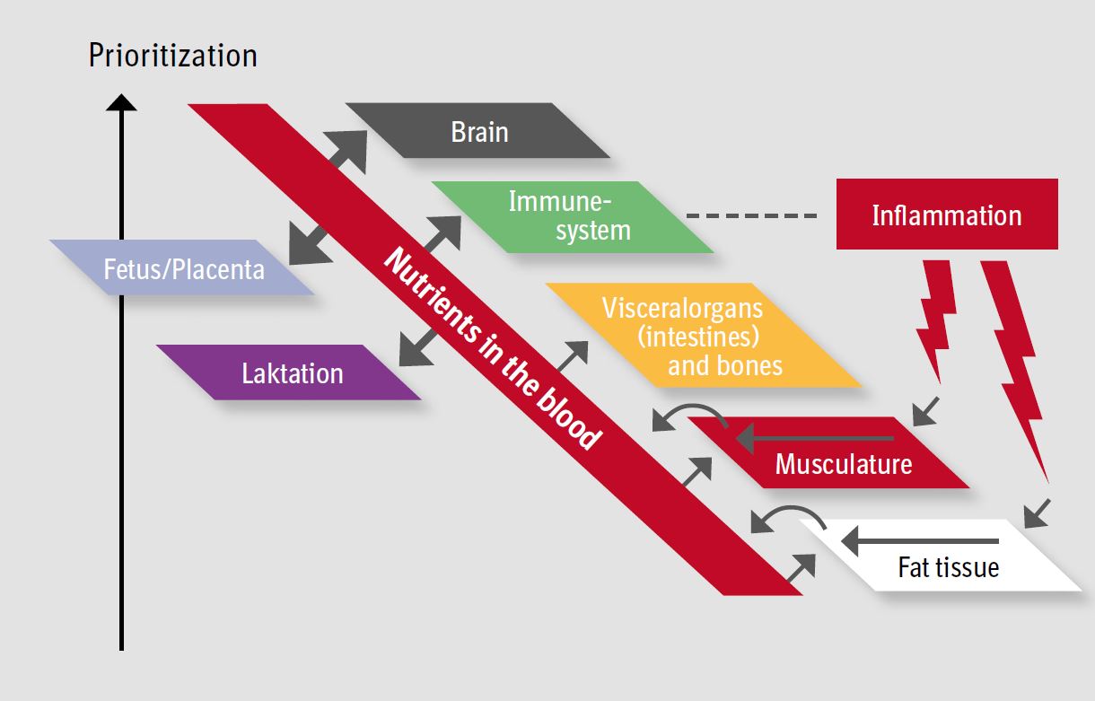 WHY A HEALTHY GUT IS SO IMPORTANT | Preventionworks.info
