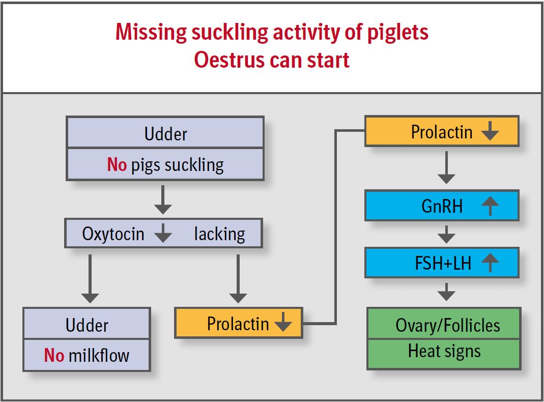 WEAK PIGLETS – IRREGULAR RETURN TO OESTRUS | Preventionworks.info