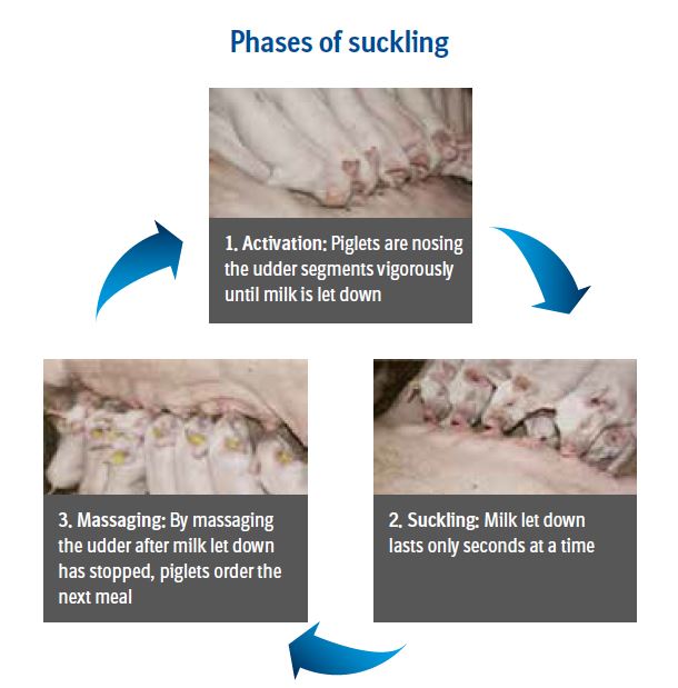 MASTITIS – FEED BACK INHIBITOR OF LACTATION (FIL) | Preventionworks.info