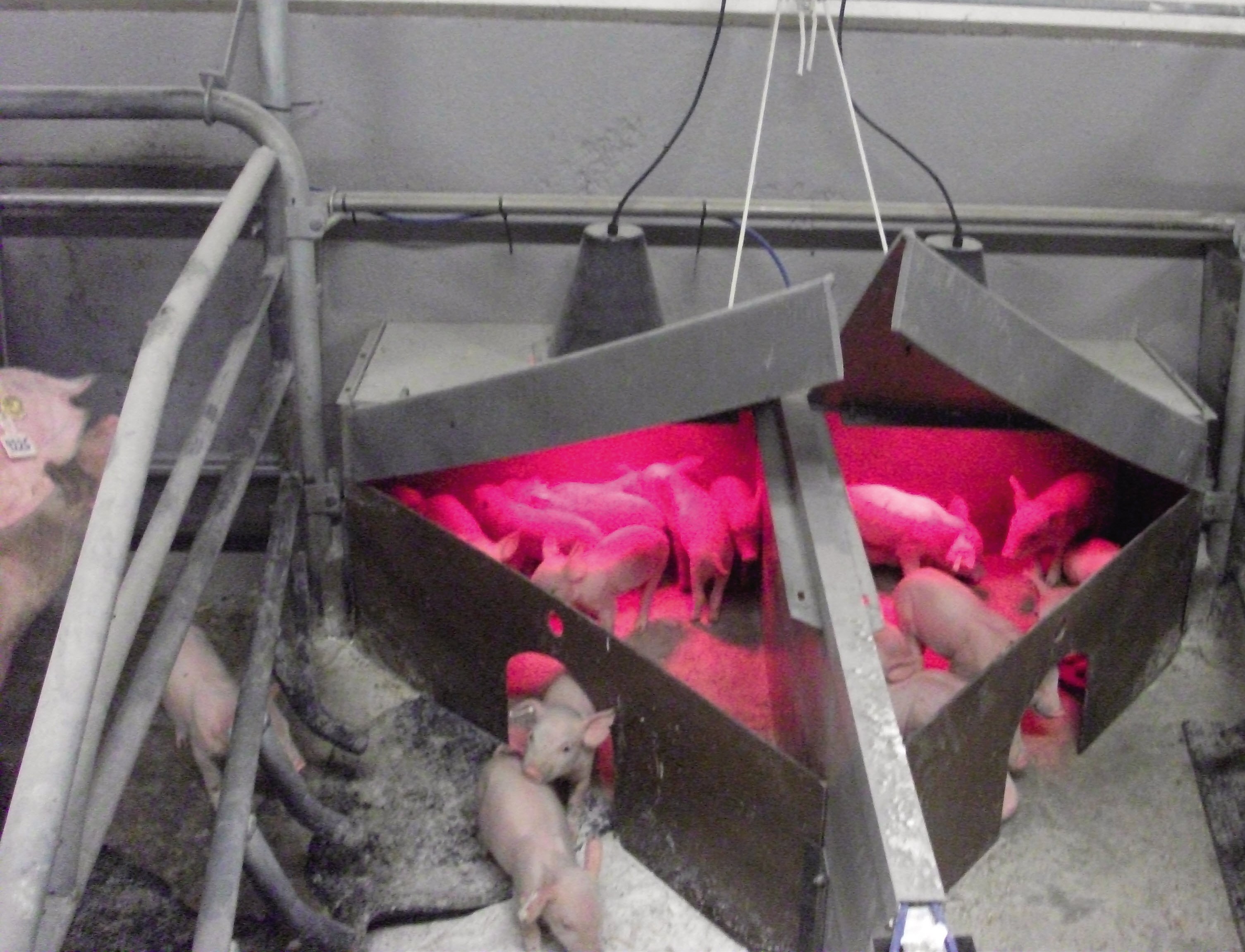 IT’S ALL A MATTER OF THE CORRECT ENVIRONMENTAL TEMPERATURE ...