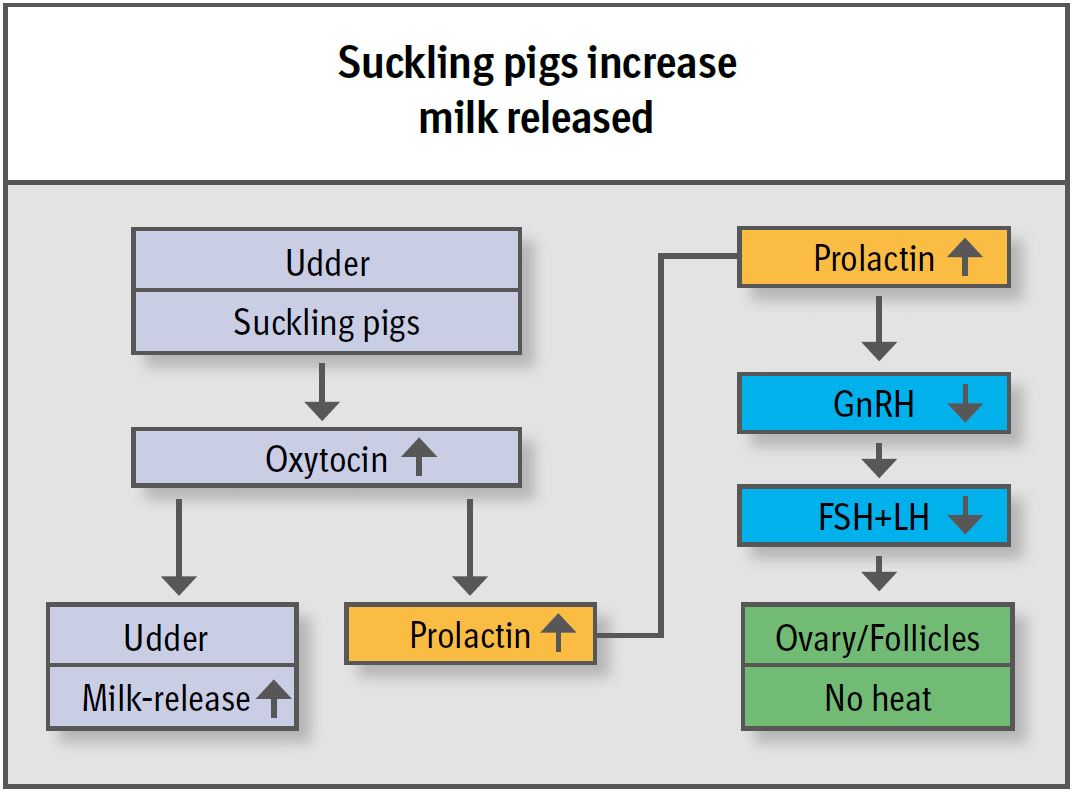 PIGLETS PREPARE THE SOW | Preventionworks.info
